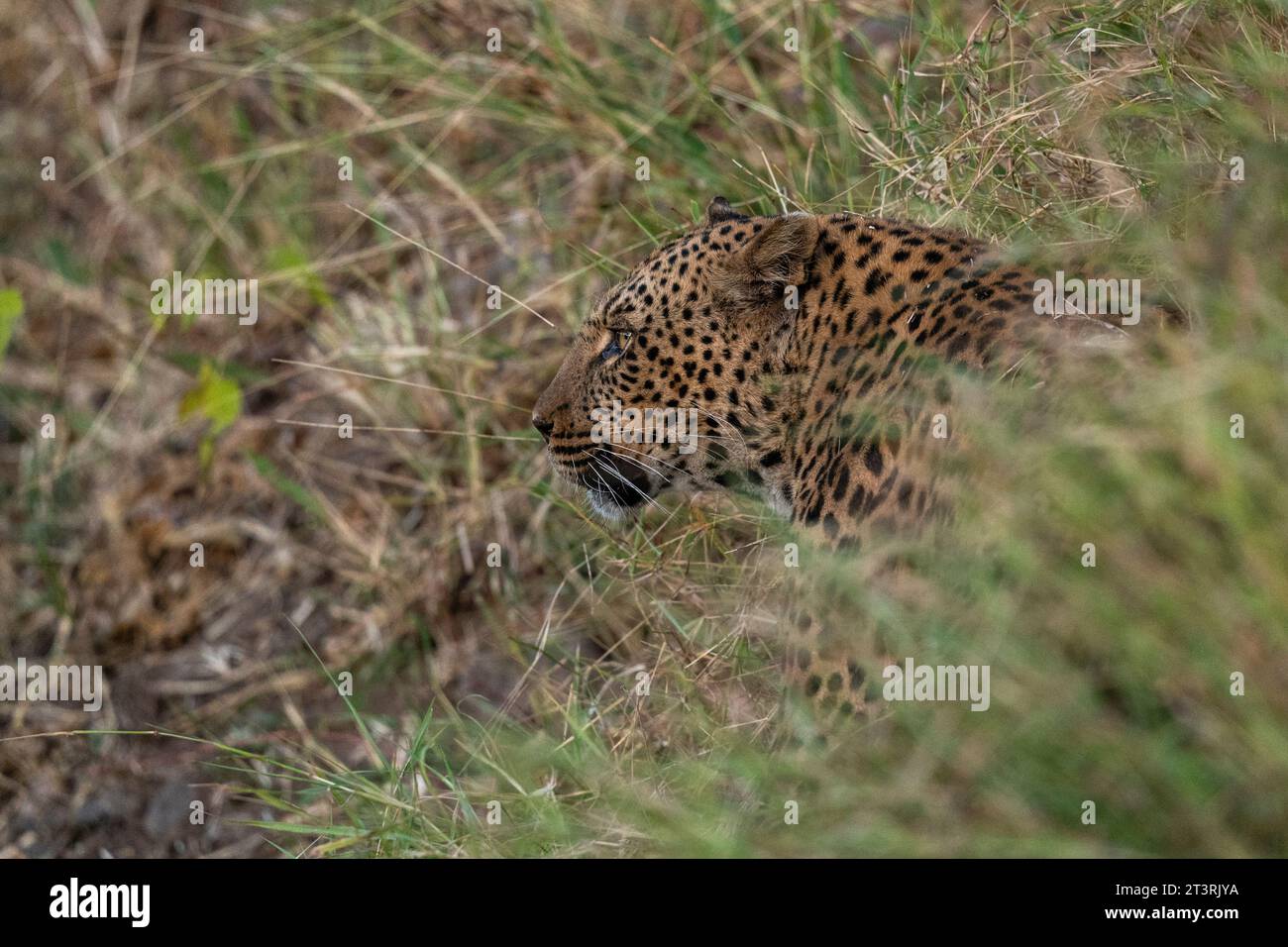 Leopard (Panthera pardus), Mashatu Game Reserve, Botswana Stock Photo ...