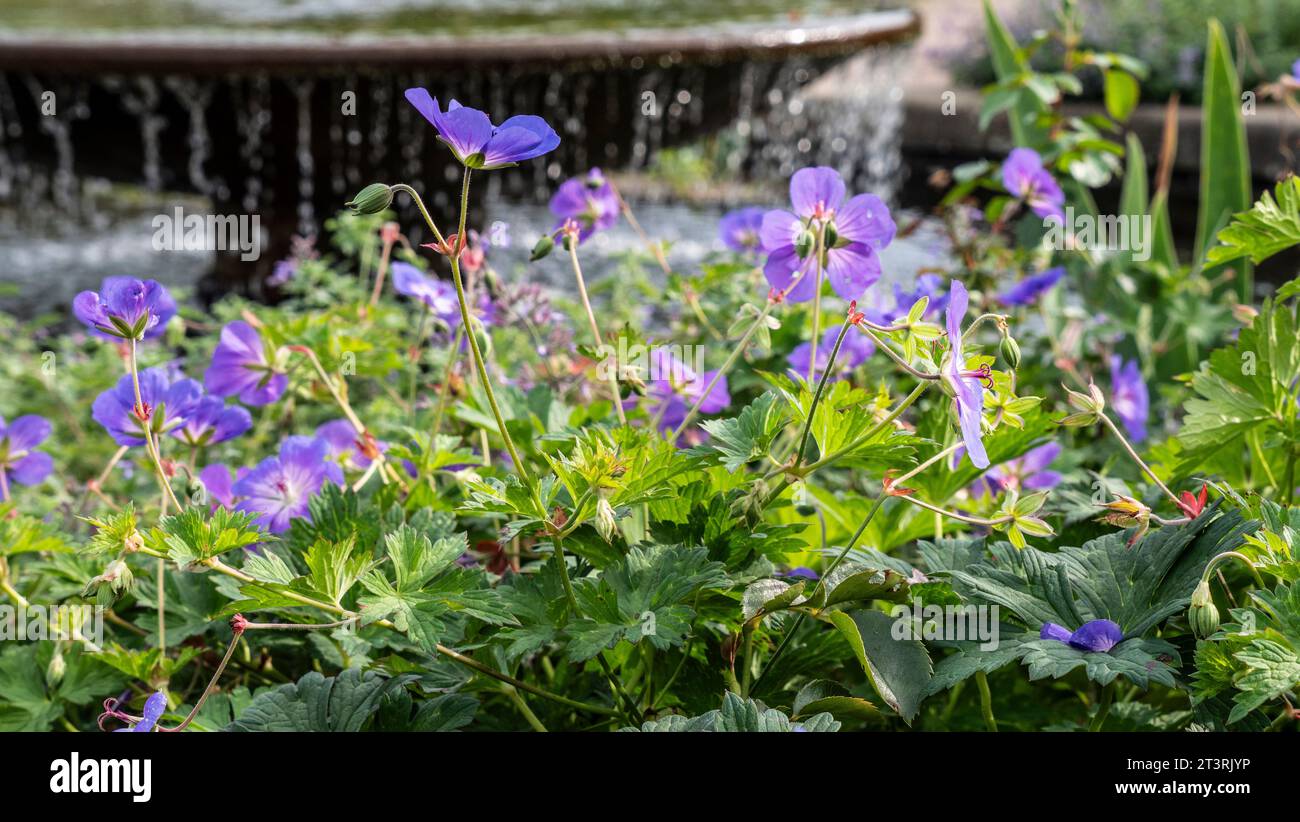 Geranium 'Rozanne' bordering a formal water feature fountain and pond ...