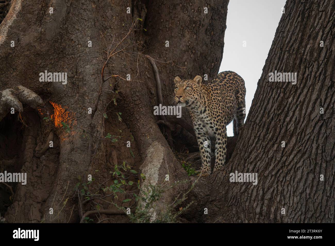 Leopard (Panthera pardus) on a tree, Mashatu Game Reserve, Botswana ...