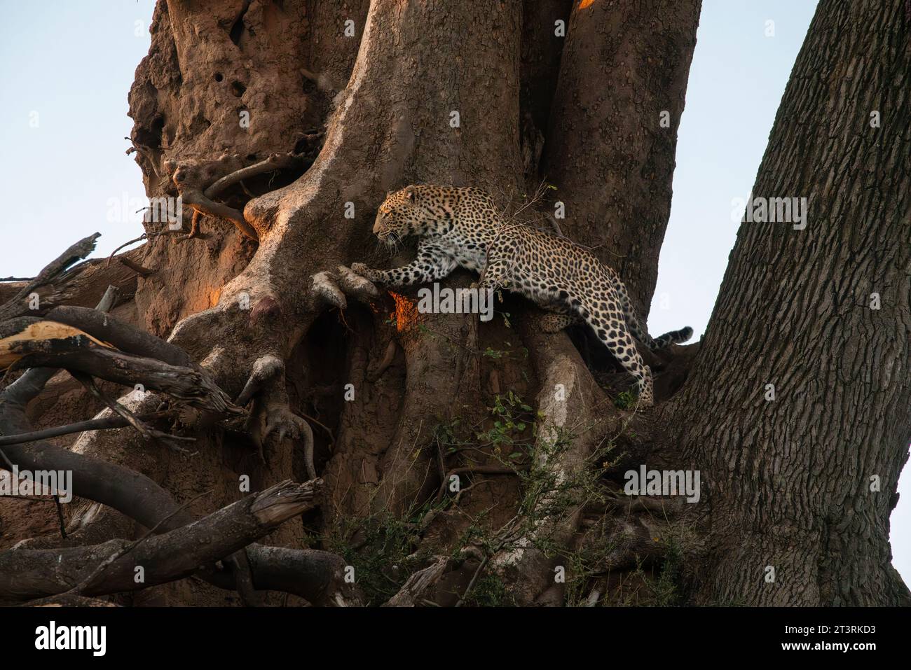 Leopard (Panthera pardus) on a tree, Mashatu Game Reserve, Botswana ...