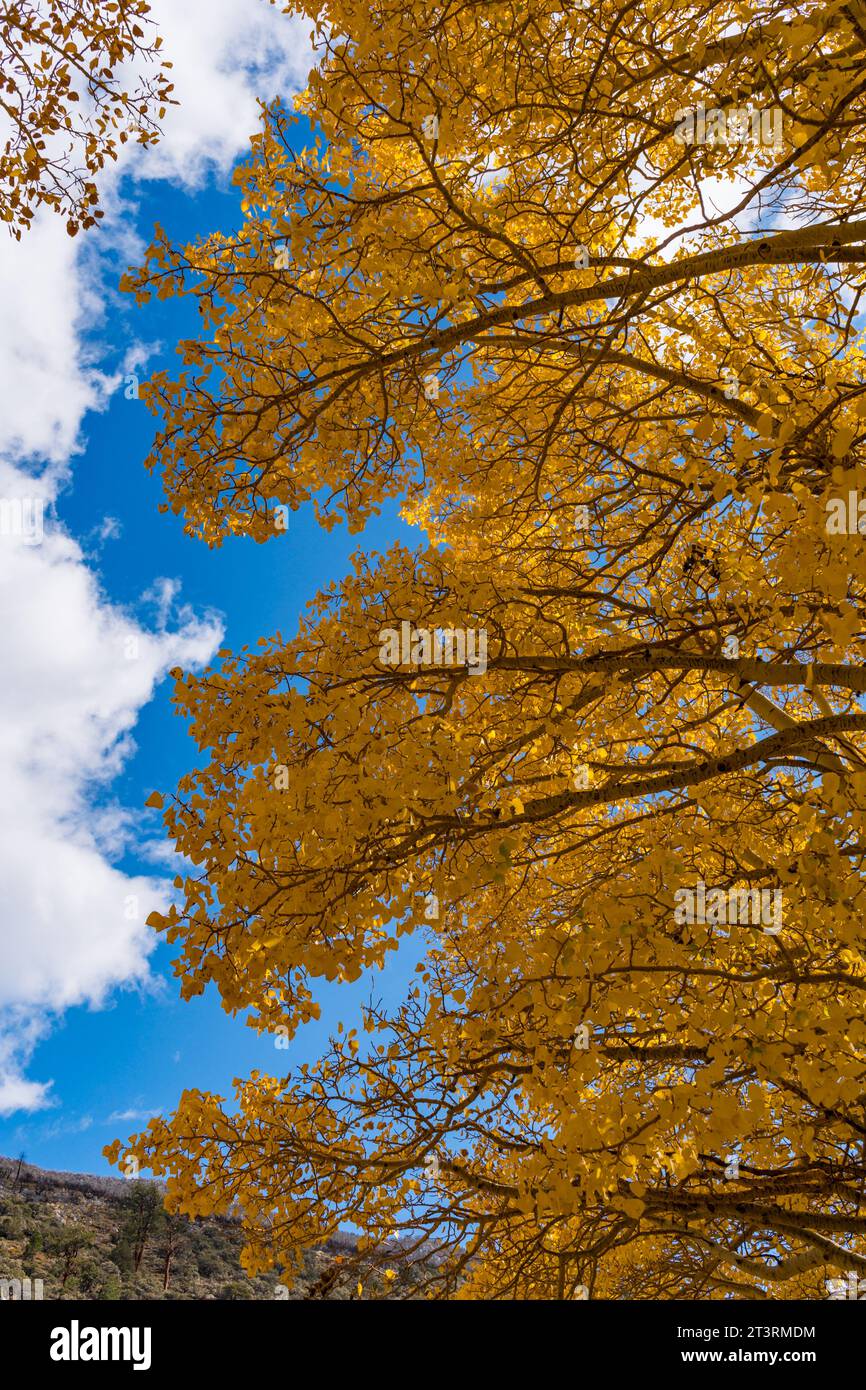 Forrest of Aspens turning a bright yellow rock creek, outside of bishop ...