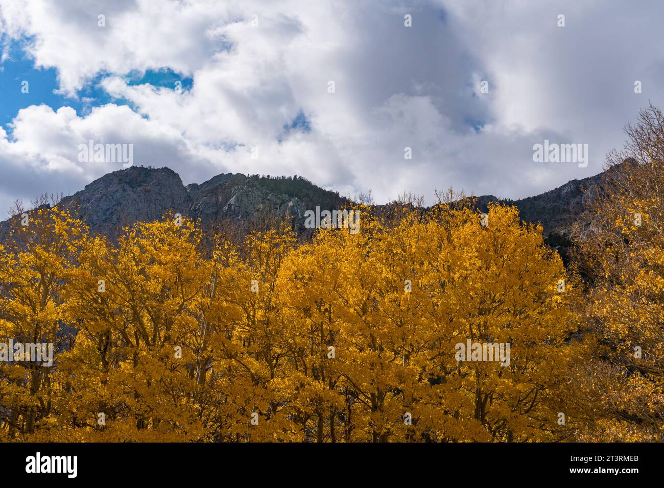 Forrest of Aspens turning a bright yellow rock creek, outside of bishop ...