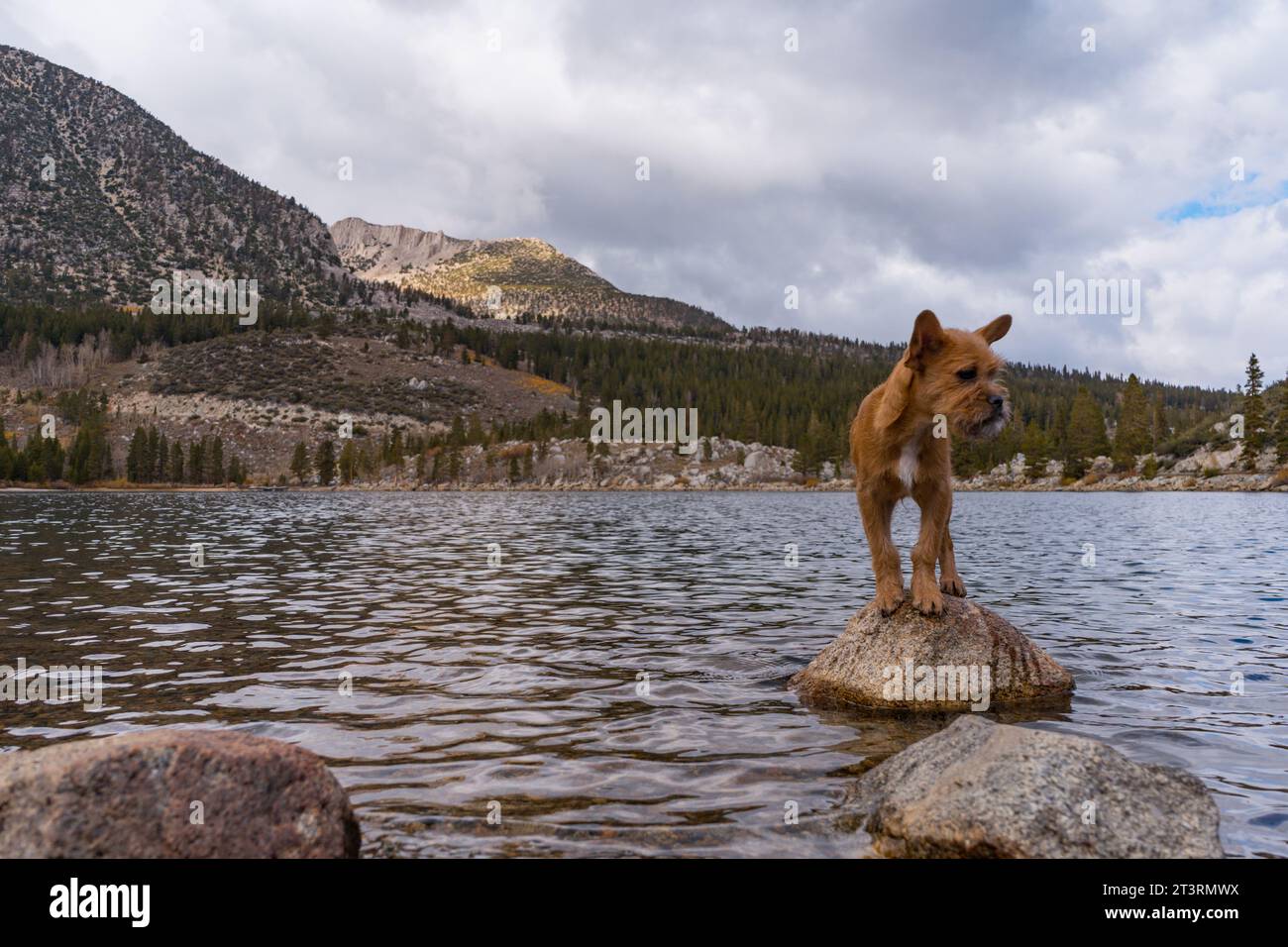 Small tan Puppy posing on rock in Rock Creek Lake in Bishop California ...