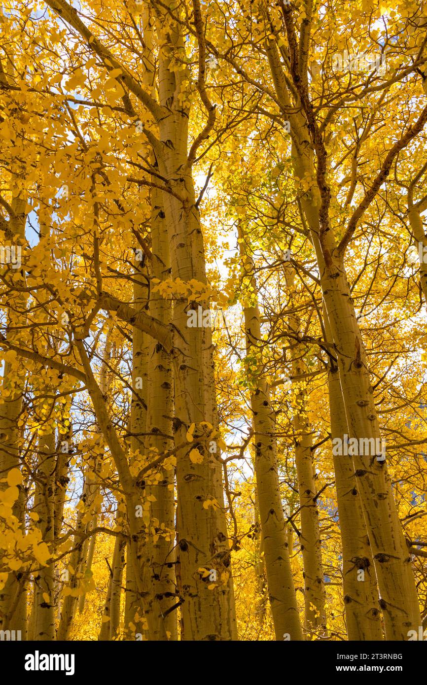Forrest of Aspens turning a bright yellow rock creek, outside of bishop ...