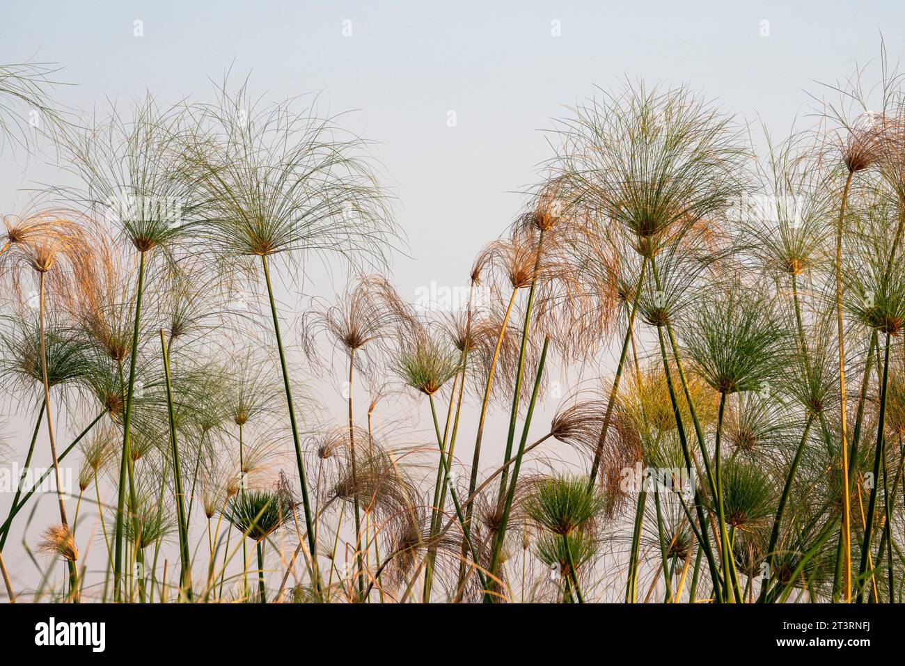 Papyrus papyrus sp hi-res stock photography and images - Alamy