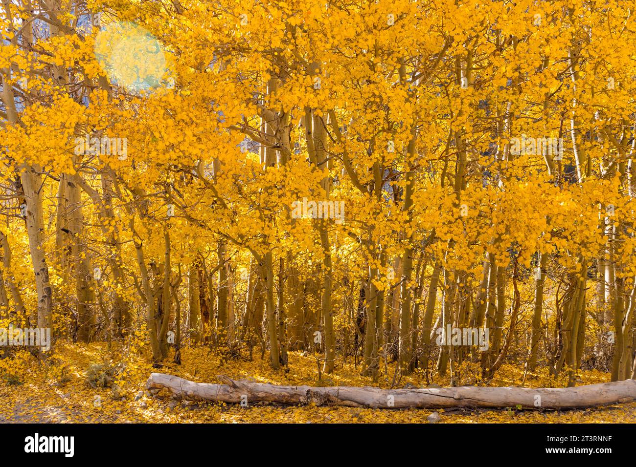 Forrest of Aspens turning a bright yellow rock creek, outside of bishop ...