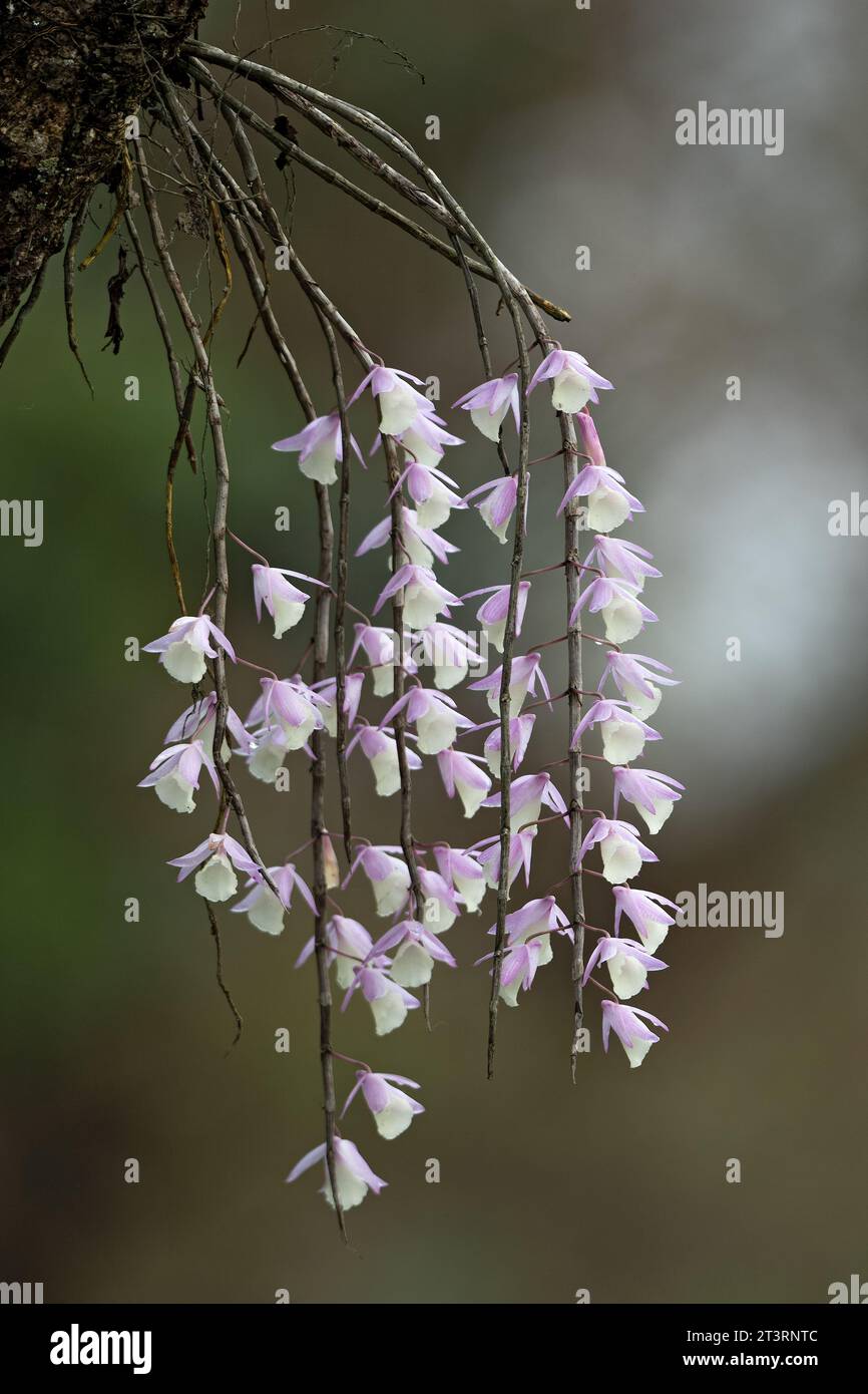 A naturally growing leafless dendrobium aphyllum in full bloom with ...