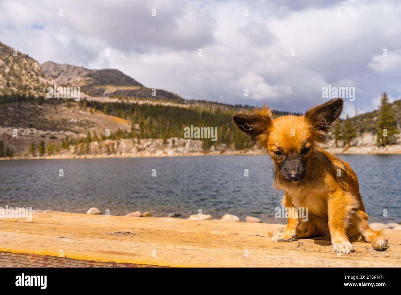 Small tan Puppy posing on rock in Rock Creek Lake in Bishop California ...