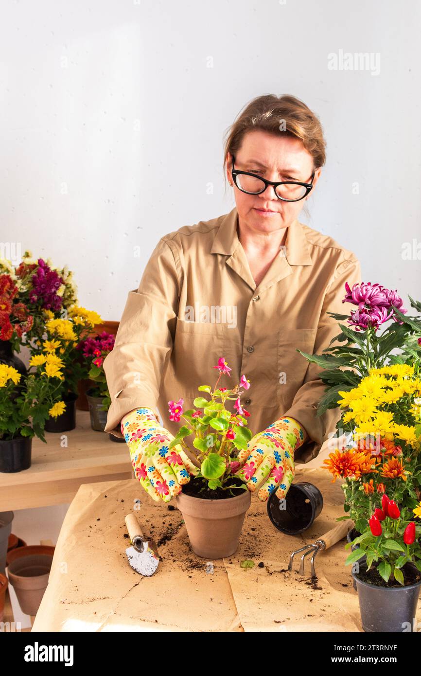 Woman 50 years old transplanting begonia flowers into pots, decorating ...