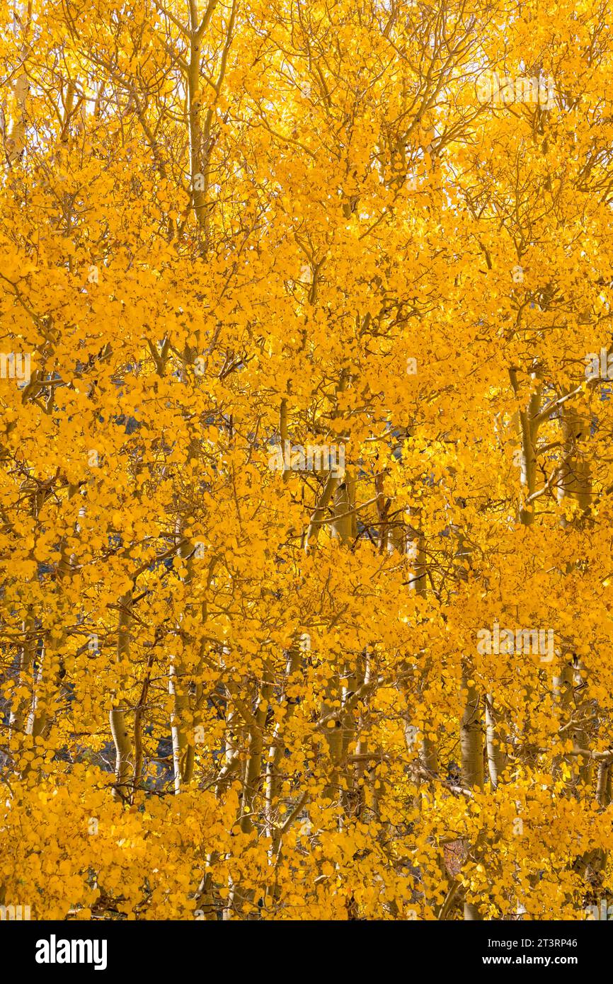 Forrest of Aspens turning a bright yellow rock creek, outside of bishop ...