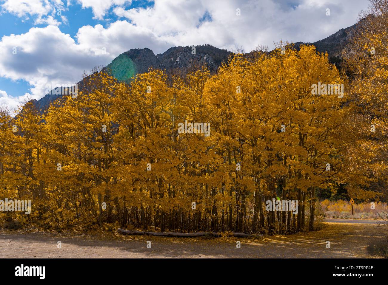 Forrest of Aspens turning a bright yellow rock creek, outside of bishop ...