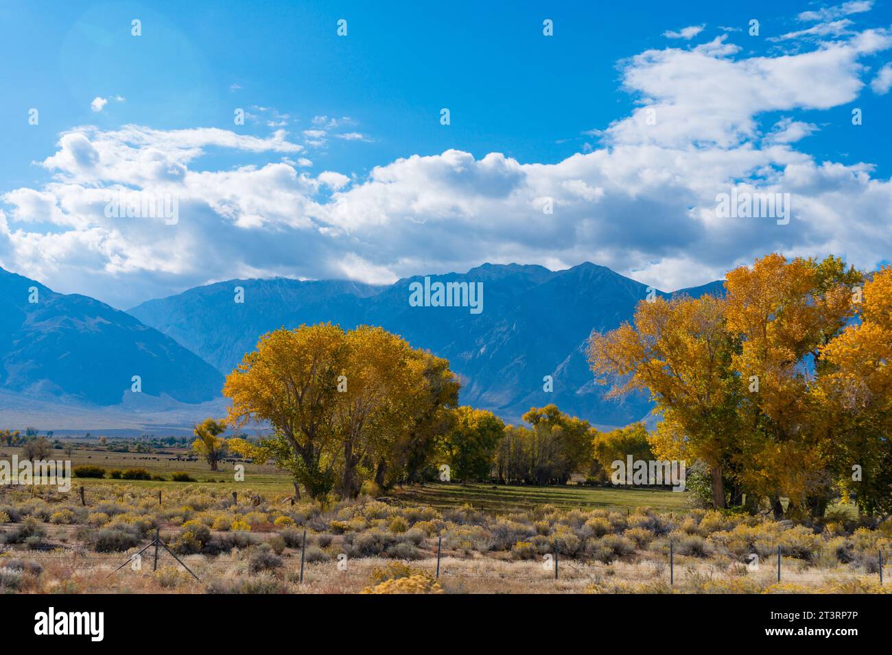Large cottonwood and poplar trees turning into their autumn yellow ...