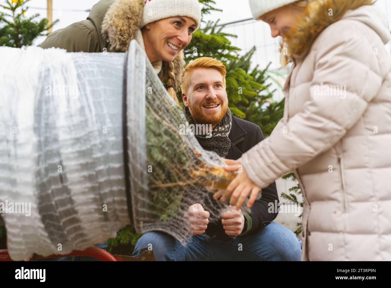 Daughter pull being wrapped up a cut Christmas tree packed in a plastic ...
