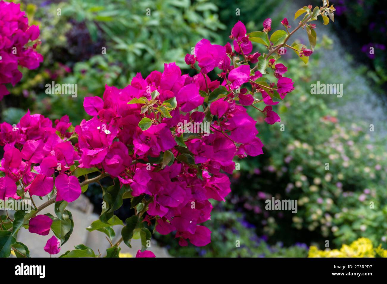 lila Pink Bougainvillea Blüten und Blätter in einem Garten Stock Photo ...