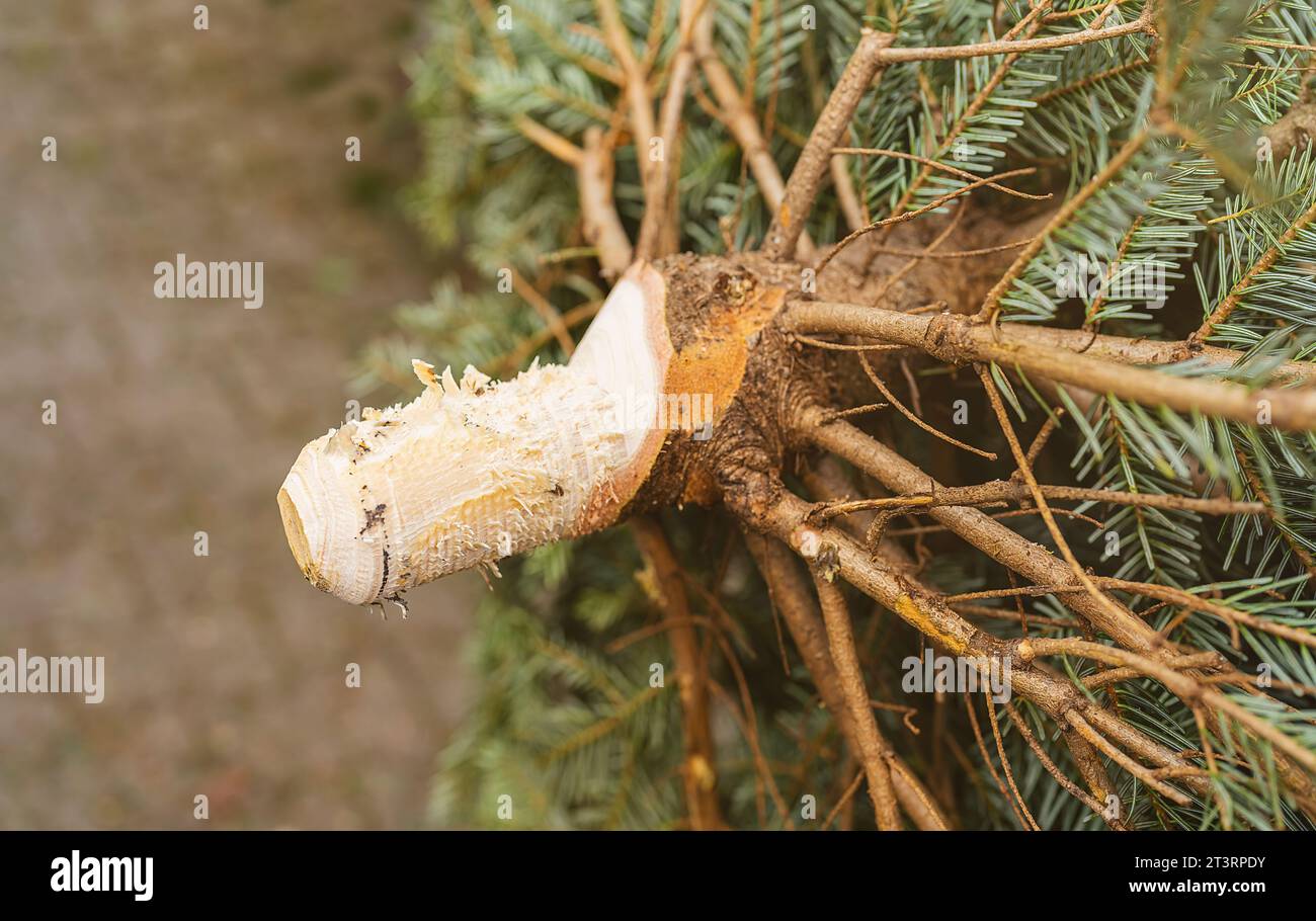 sharpened Christmas tree ending at a street market Stock Photo - Alamy