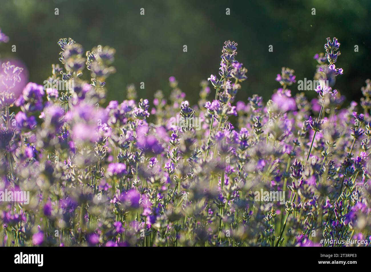 Beautiful lavand flower hi-res stock photography and images - Alamy