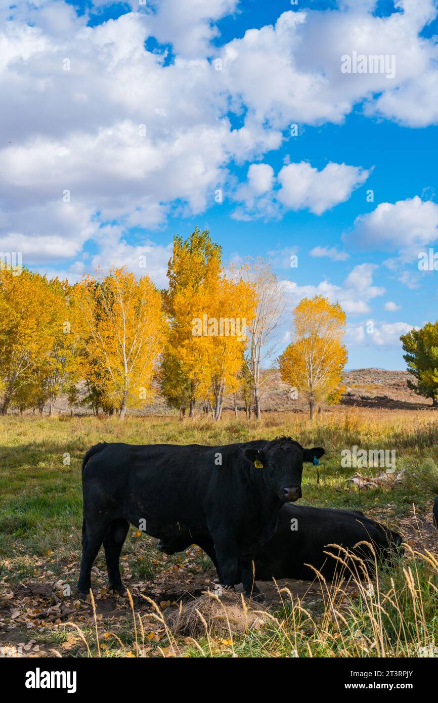 Cows in a field with bright yellow fall foliage of cottonwood and ...