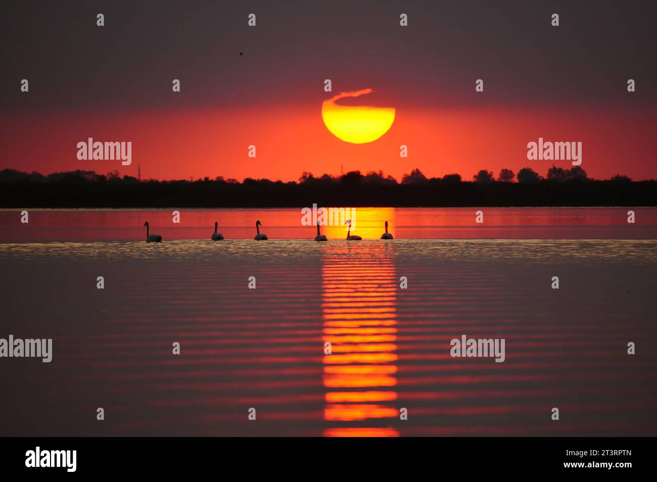 Delta danube birds hi-res stock photography and images - Alamy