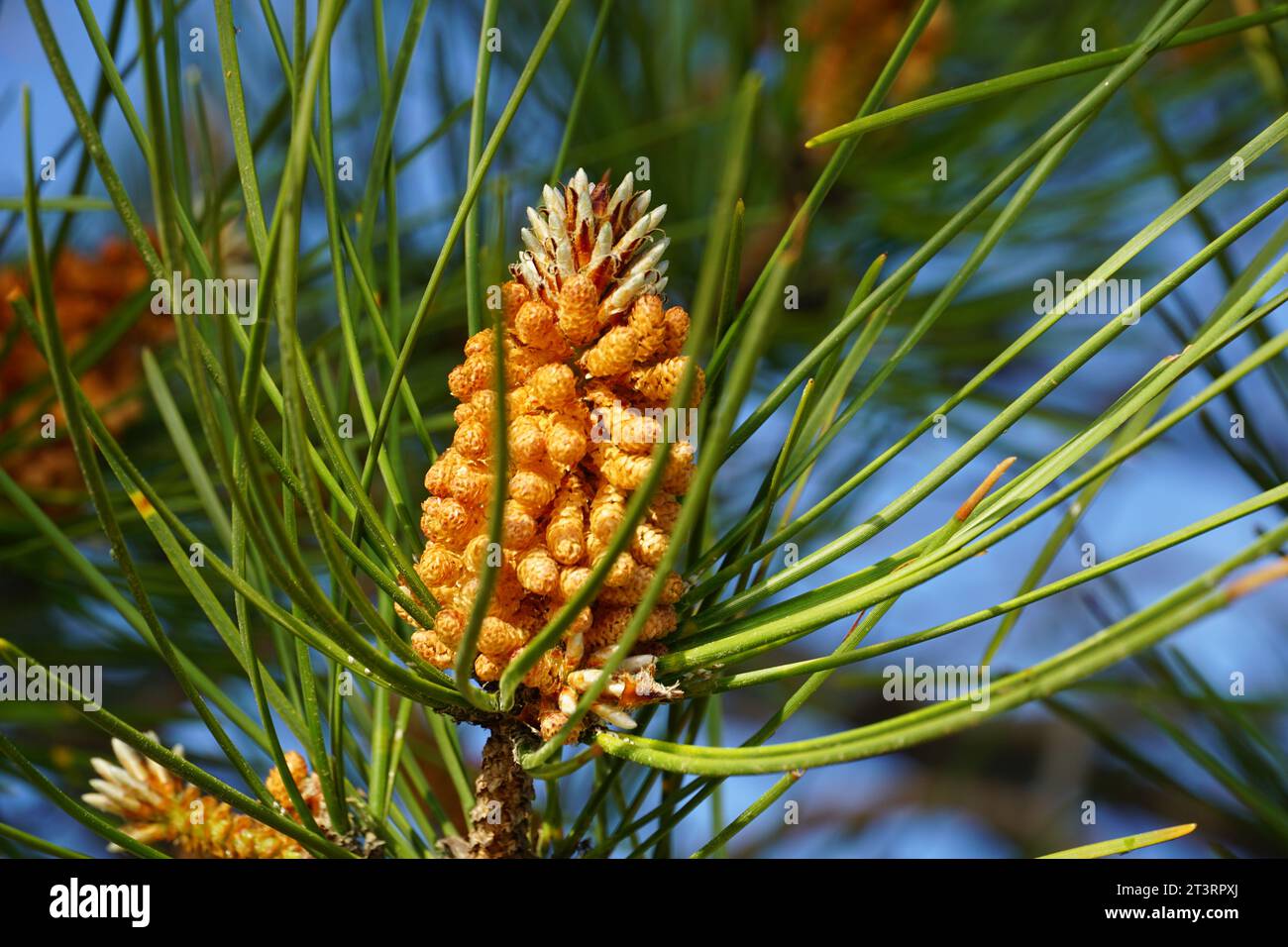 Cone tree hi-res stock photography and images - Alamy