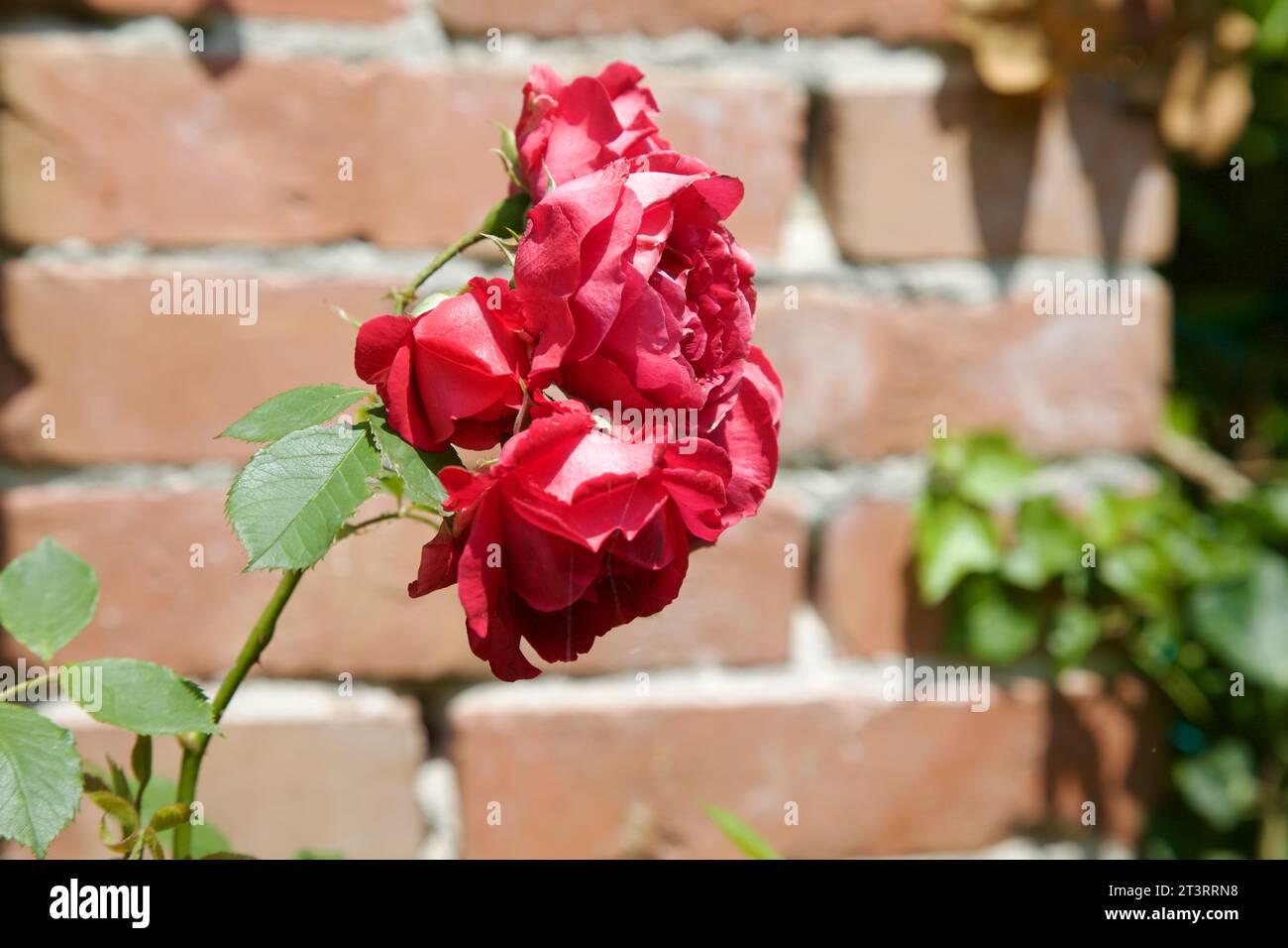 Red rose in bloom seen up close Stock Photo - Alamy