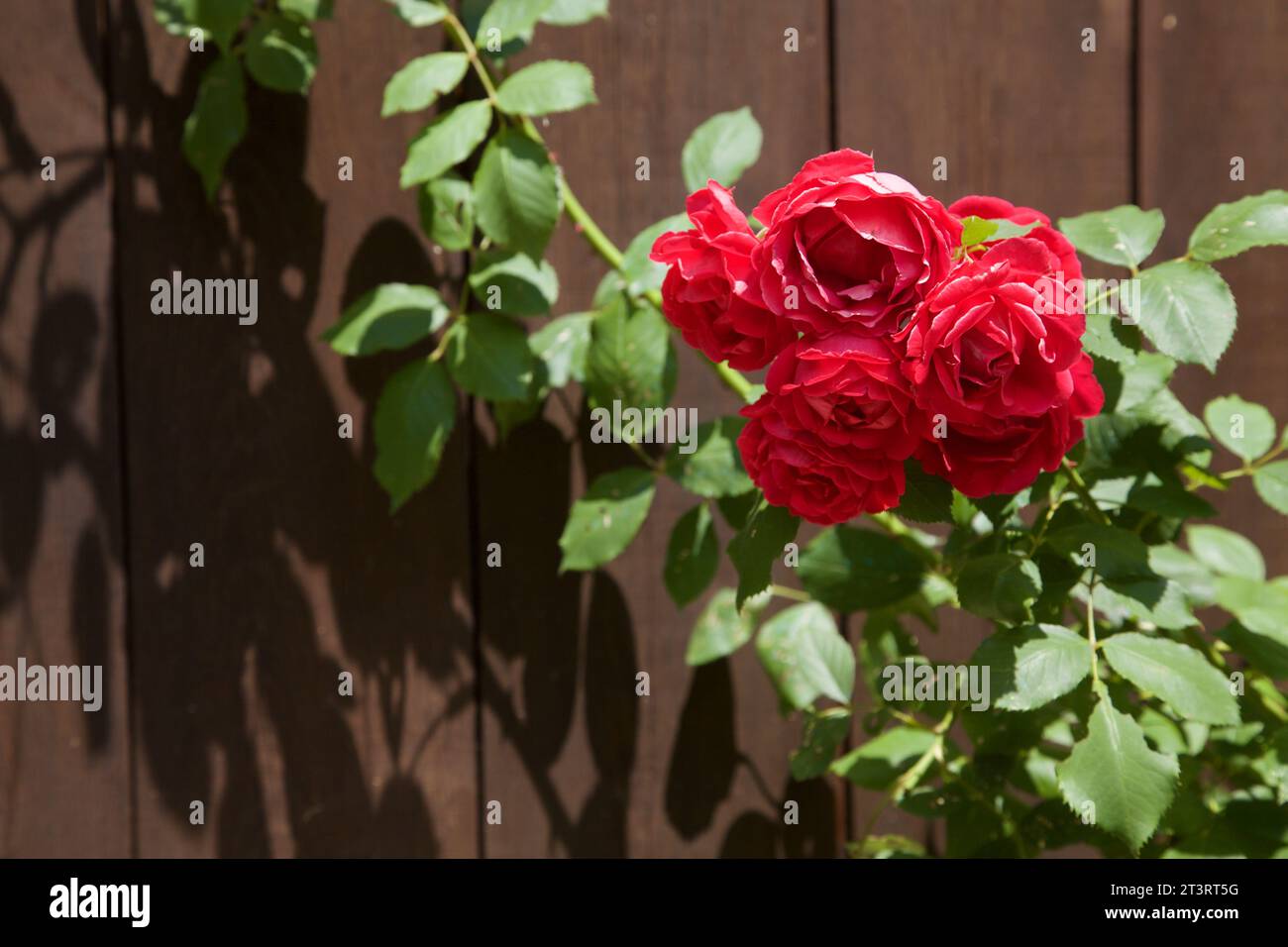 Red rose in bloom seen up close Stock Photo - Alamy