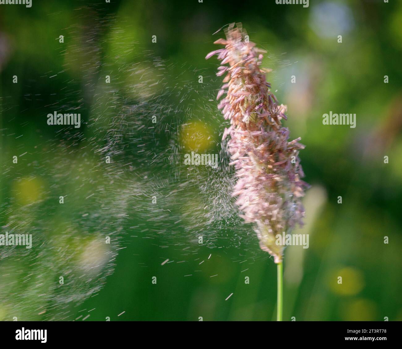 Meadow foxtail grass wafting in the breeze with movement and blur ...