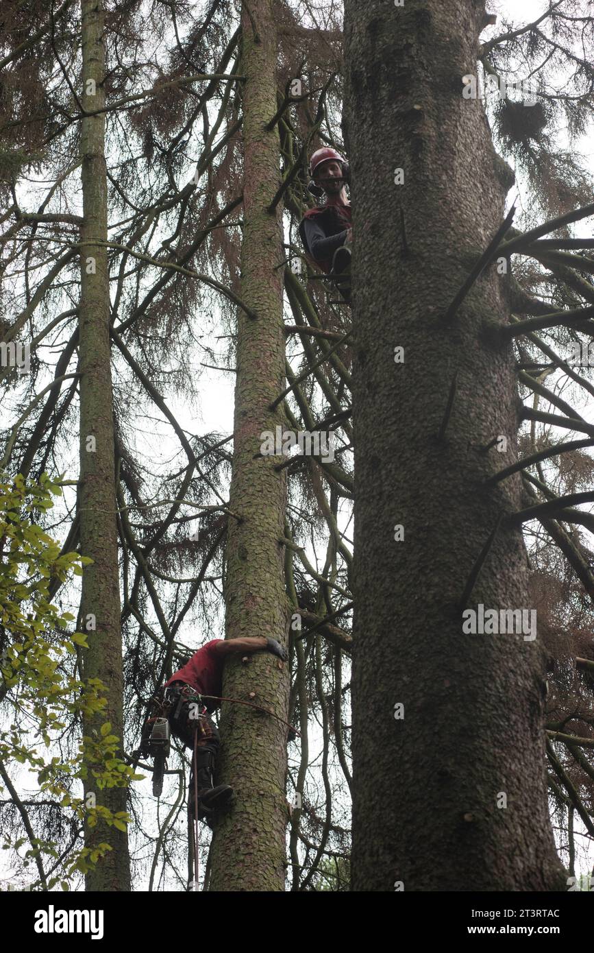 Aborist Working At Height During Tree Care And Tree Pruning Aborist ...