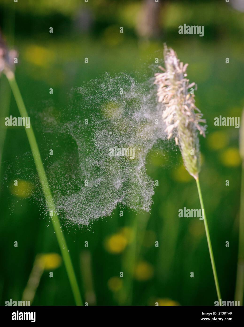 Meadow Foxtail Grass Wafting In The Breeze With Movement And Blur Sending Its Pollen Into The
