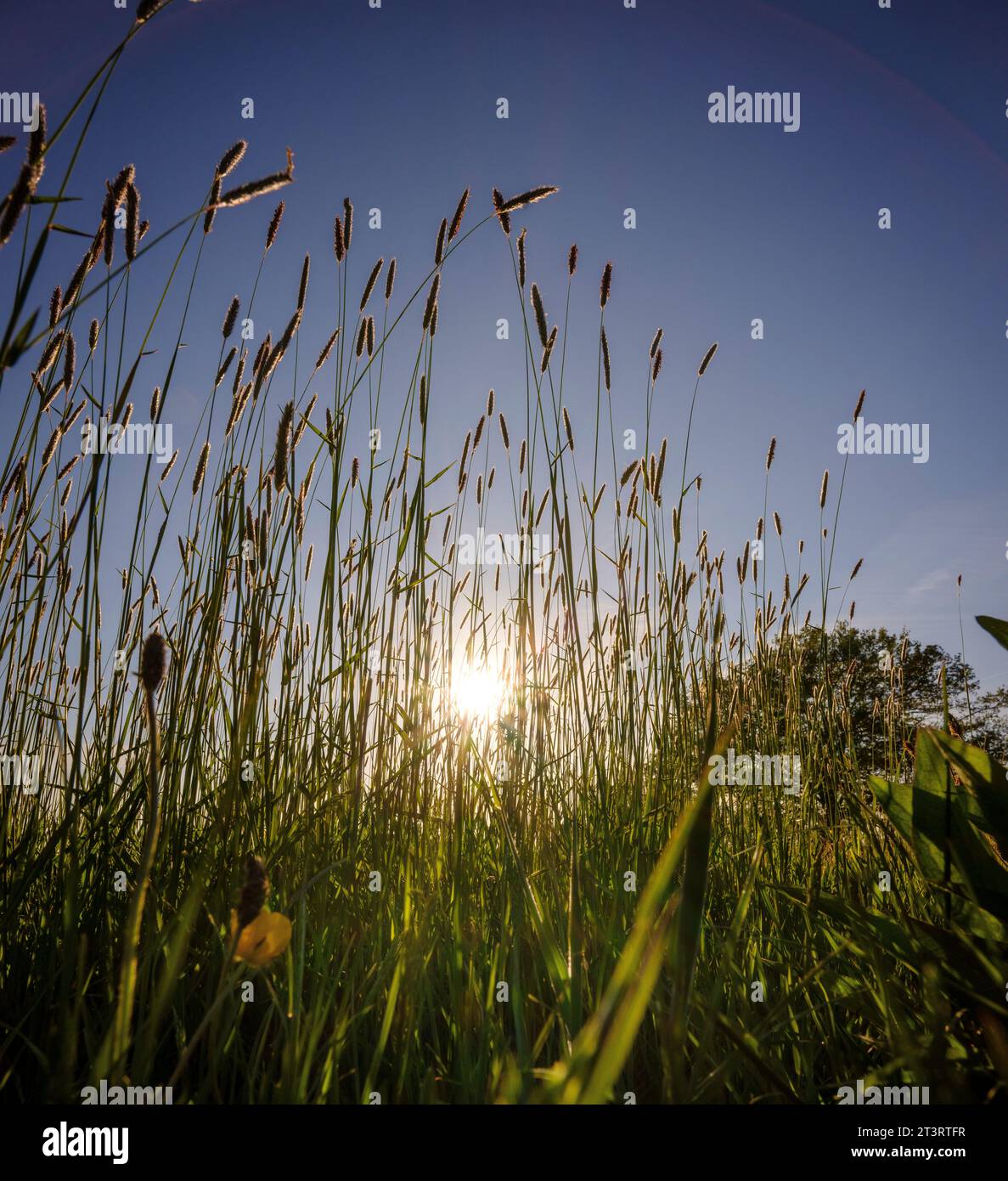 Meadow grass wafting in the breeze with movement and blur set against a ...
