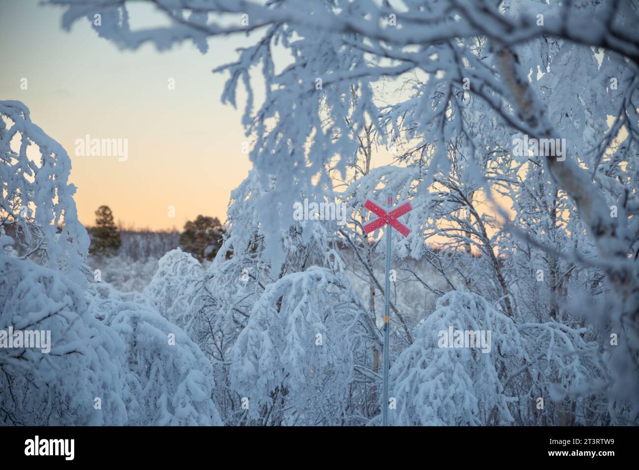 Snow covered trees in winter in the Abisko National Park, Sweden Stock ...