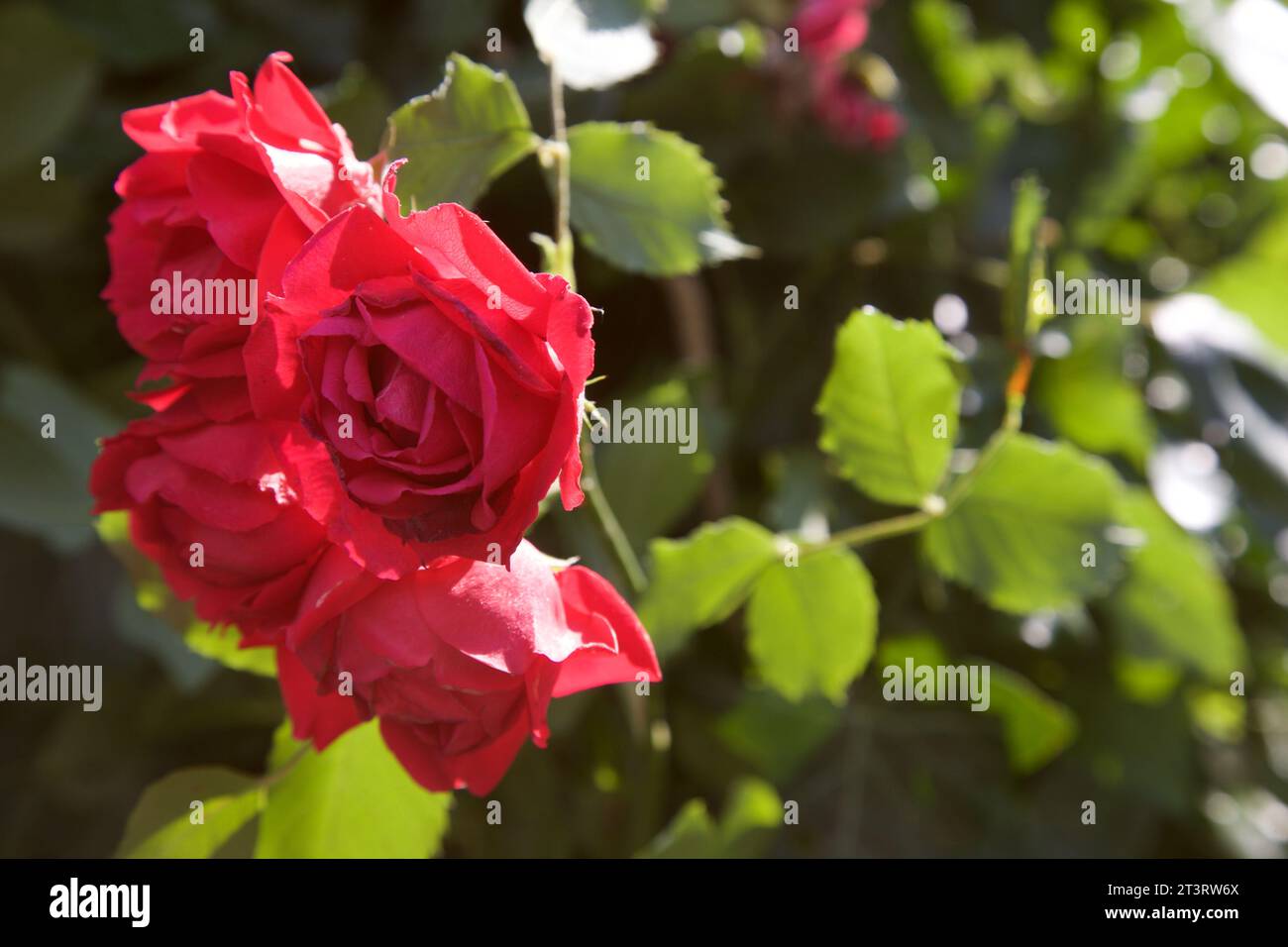 Red rose in bloom seen up close Stock Photo - Alamy