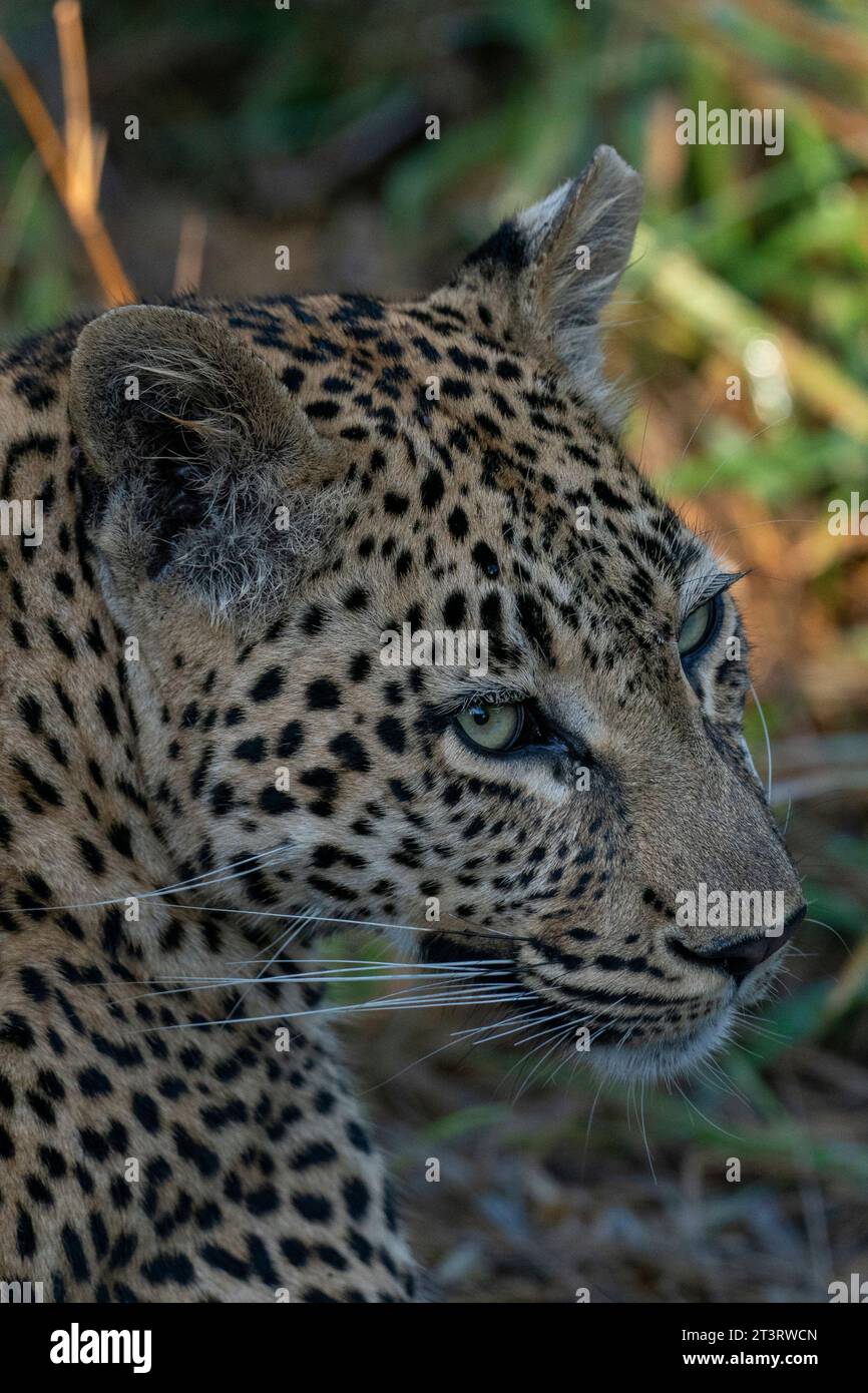 Leopard (Panthera pardus), Sabi Sands Game Reserve, South Africa Stock ...