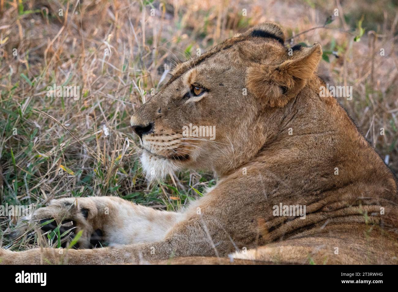 Lioness (Panthera leo), Sabi Sands Game Reserve, South Africa Stock ...