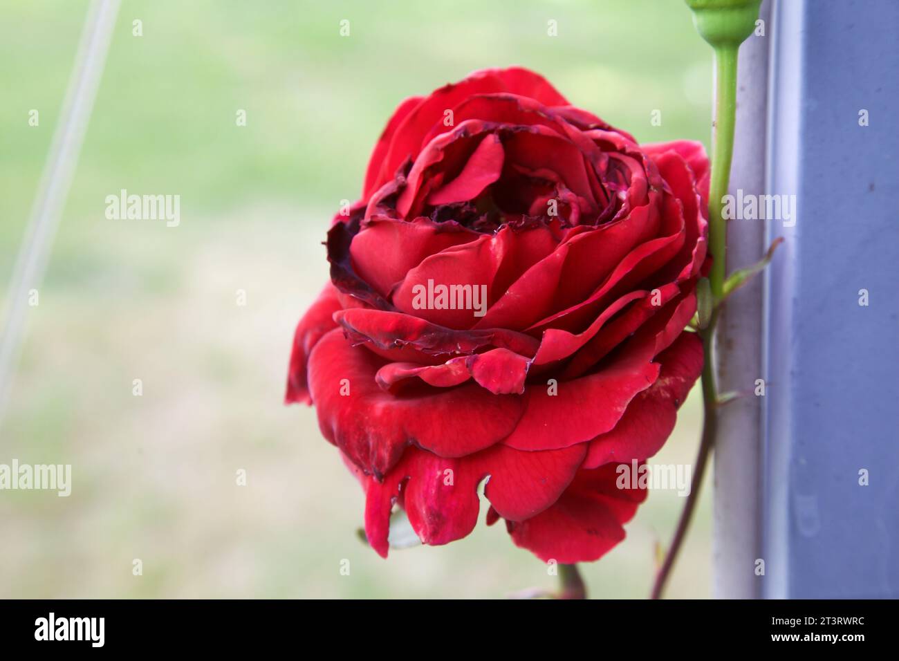 Red rose in bloom seen up close Stock Photo - Alamy