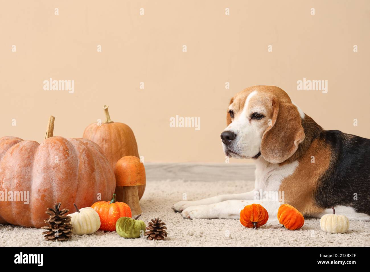 Cute Beagle dog with pumpkins near beige wall. Thanksgiving Day ...