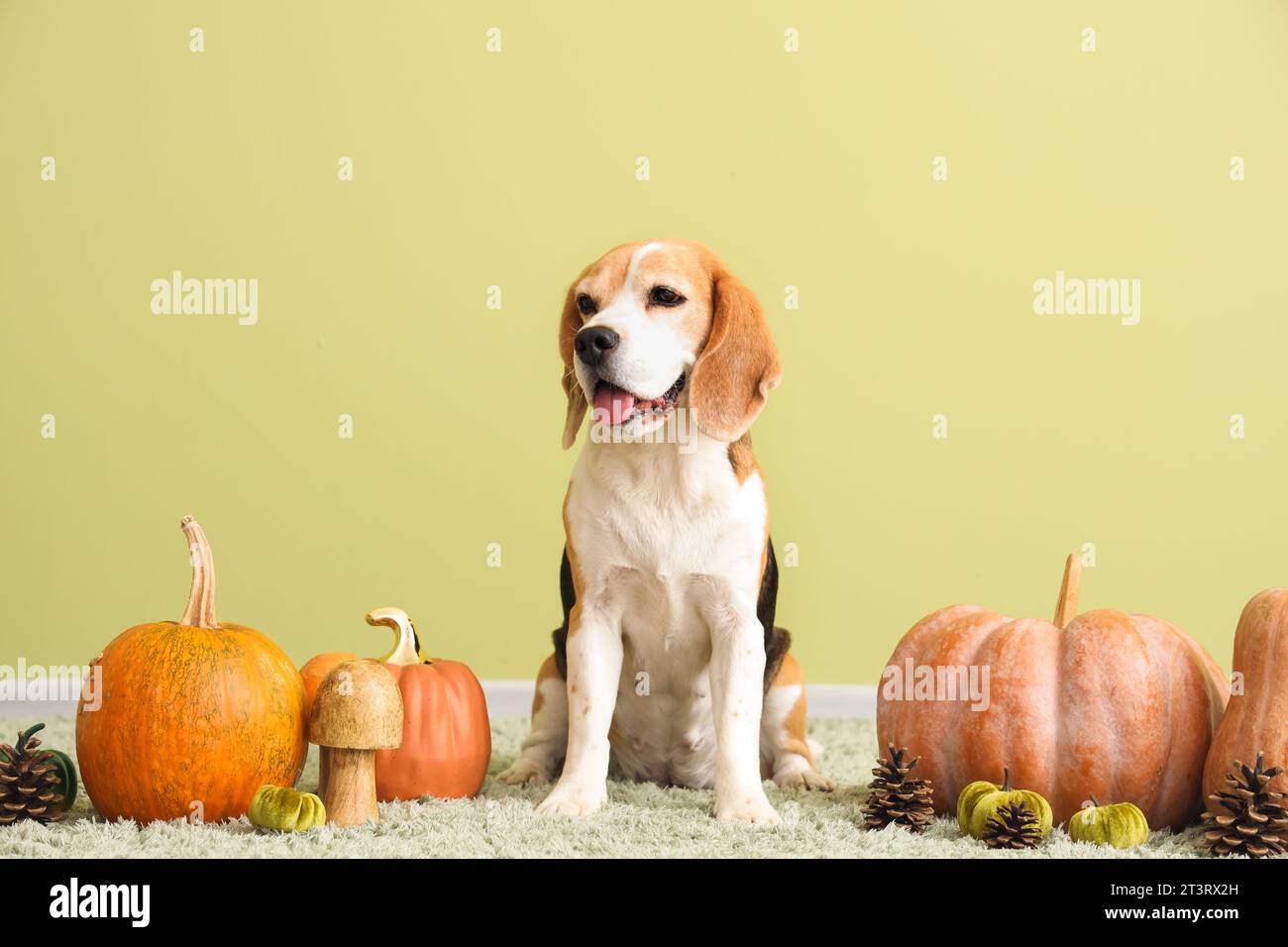Cute Beagle dog with pumpkins near green wall. Thanksgiving Day ...