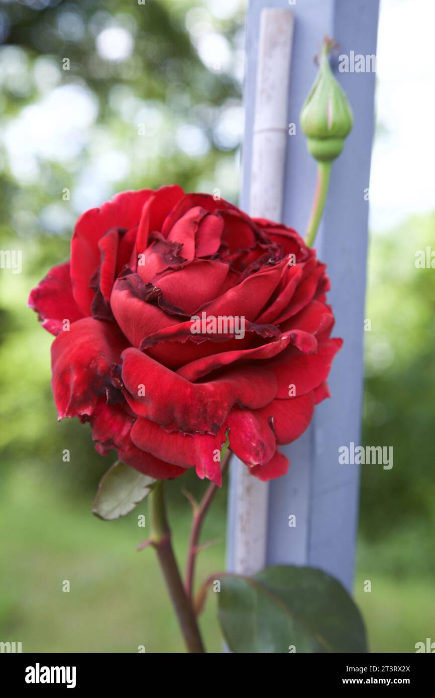 Red rose in bloom seen up close Stock Photo - Alamy