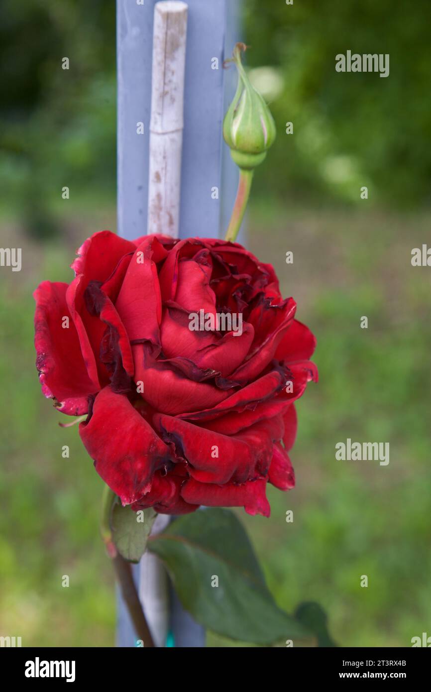 Red rose in bloom seen up close Stock Photo - Alamy