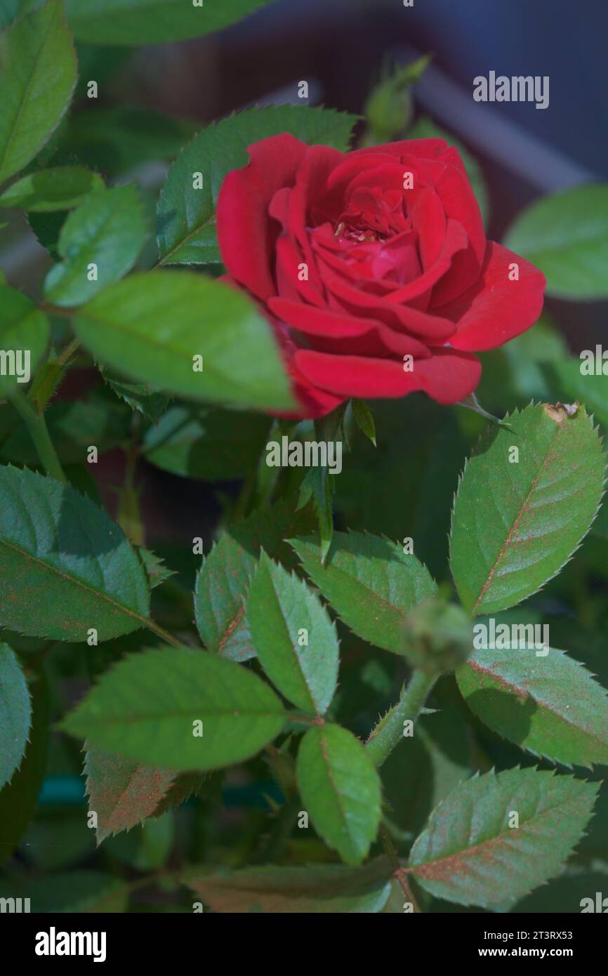 Red rose in bloom seen up close Stock Photo - Alamy