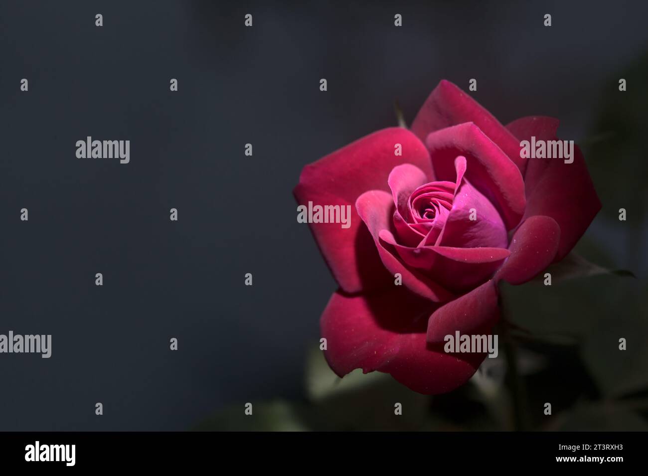 Red rose in bloom seen up close Stock Photo - Alamy