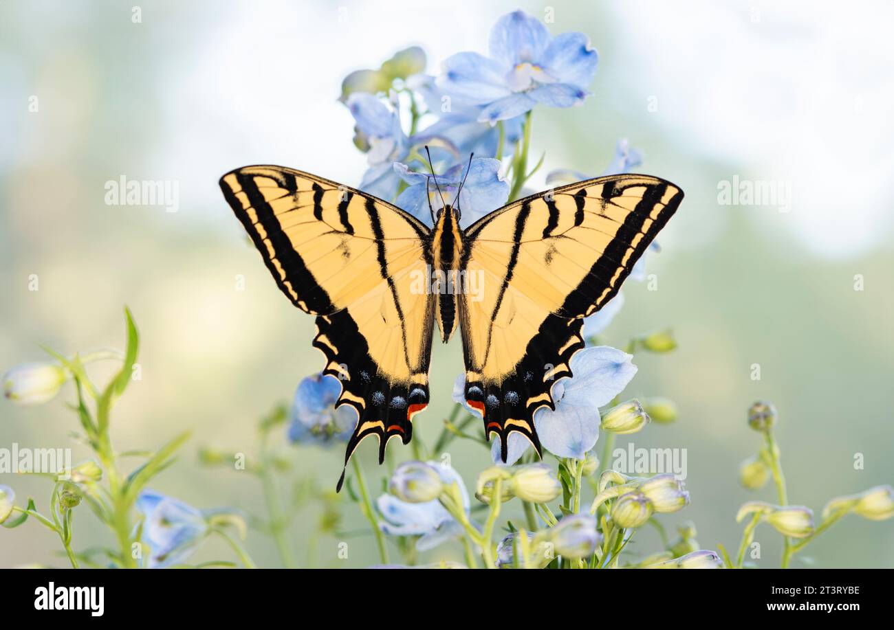 Macro of a two-tailed swallowtail (papilio multicaudata) feeding on a ...