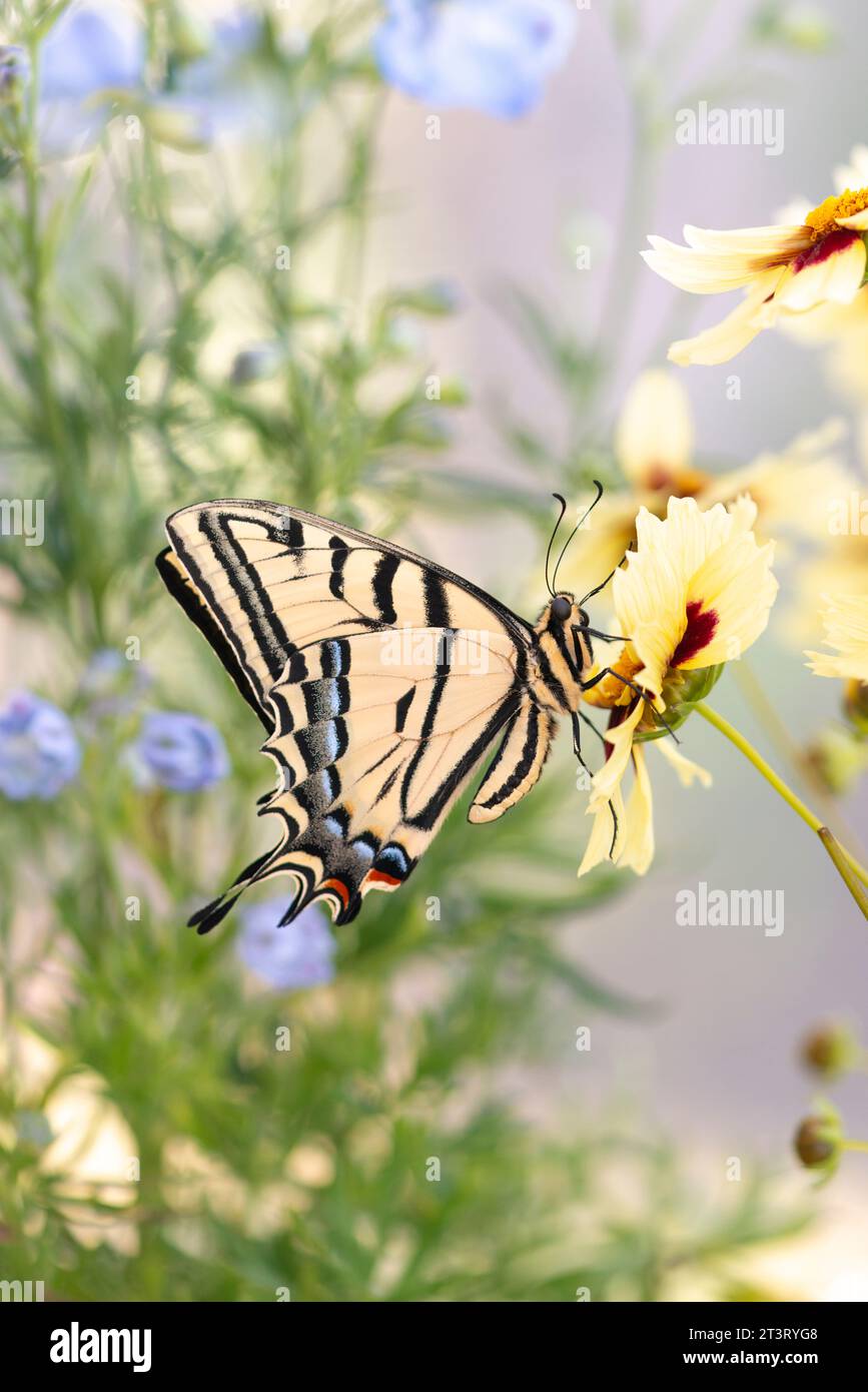 Macro of a two-tailed swallowtail (papilio multicaudata) resting on a ...