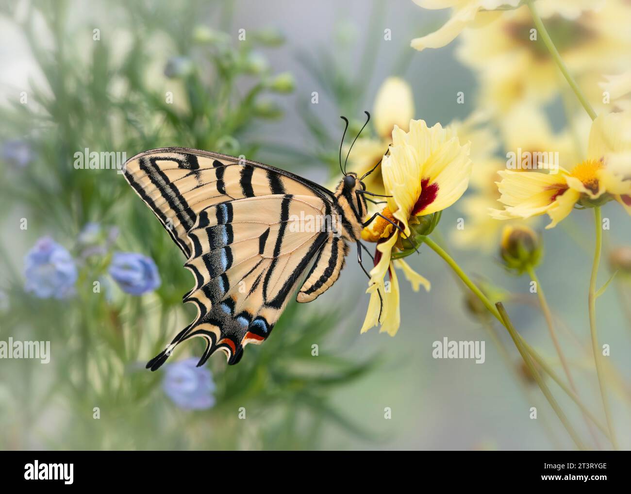 Macro of a two-tailed swallowtail (papilio multicaudata) resting on a ...