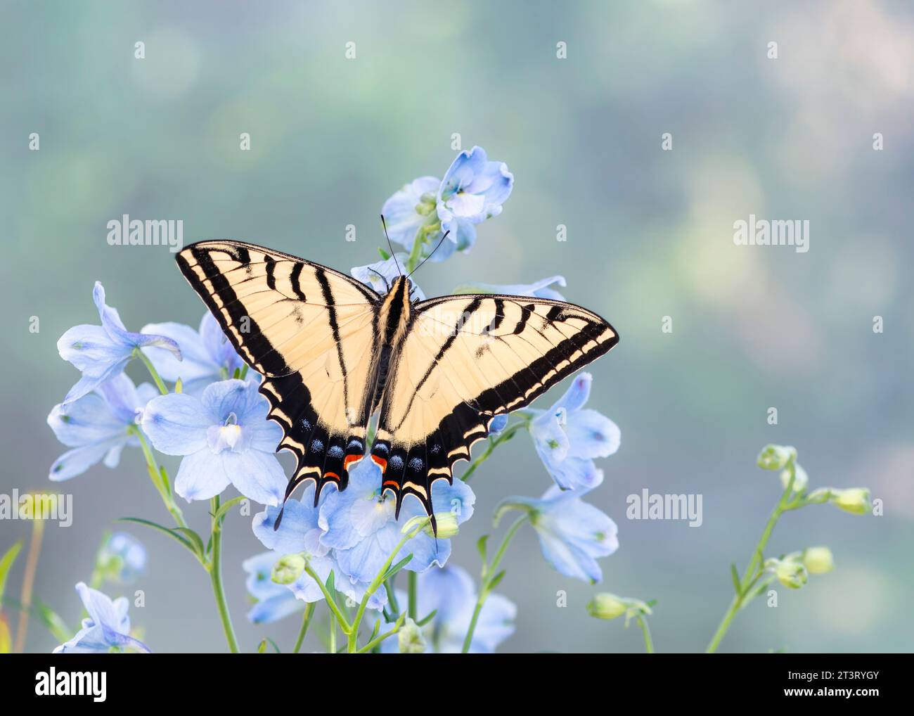 Two tailed swallowtails hi-res stock photography and images - Alamy