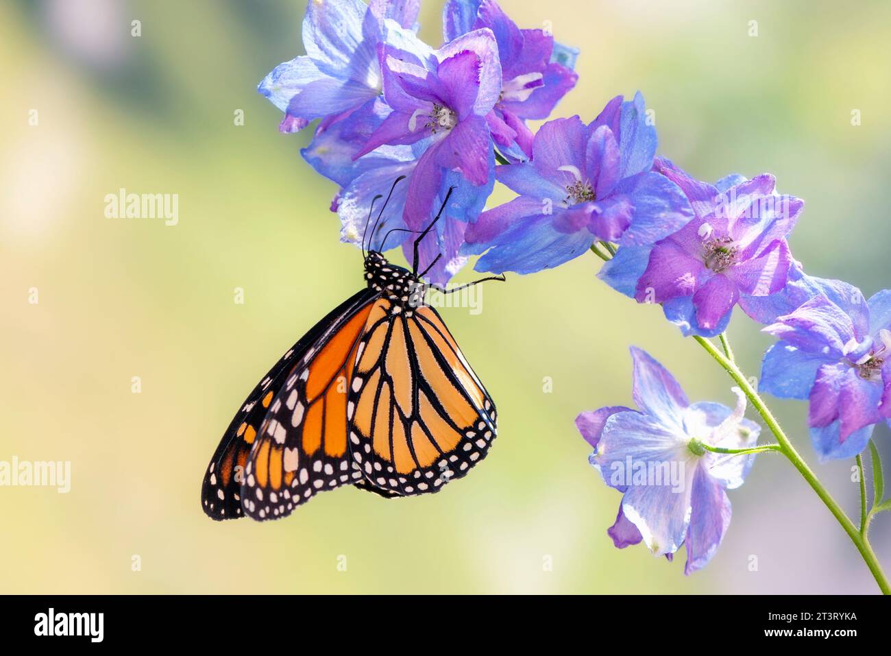Side view of a monarch butterfly (danaus plexippus) feeding on a flower ...