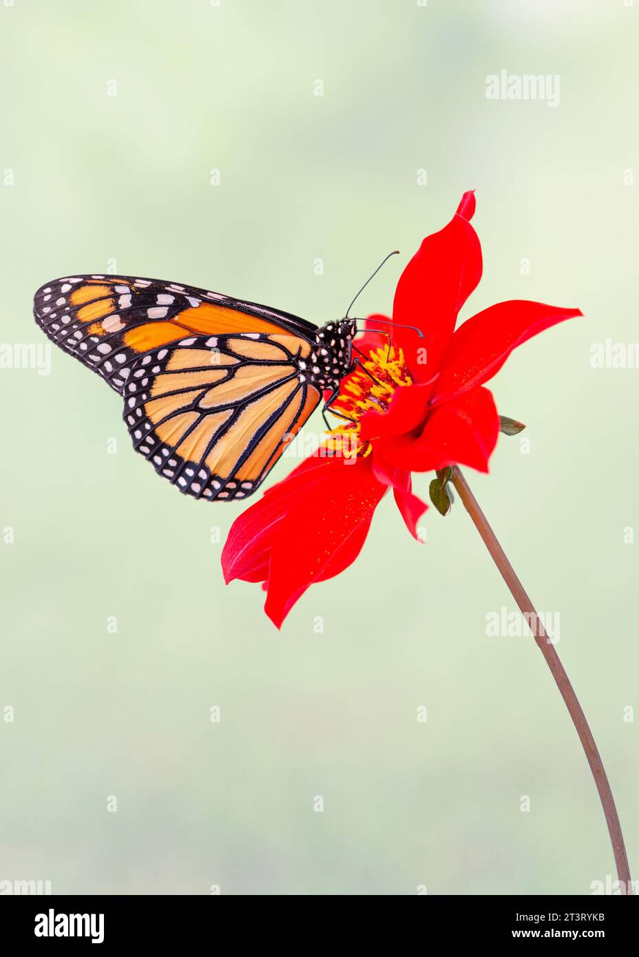 Side view of a monarch butterfly (danaus plexippus) feeding on a red ...