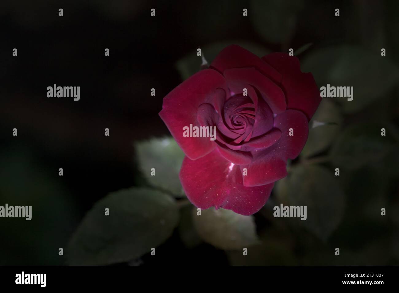 Red rose in bloom seen up close Stock Photo - Alamy