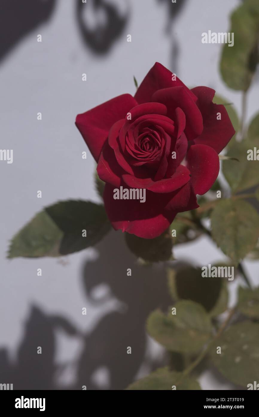 Red rose in bloom seen up close Stock Photo - Alamy
