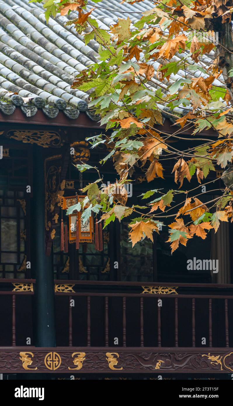 Wutong trees beside ancient buildings Stock Photo - Alamy