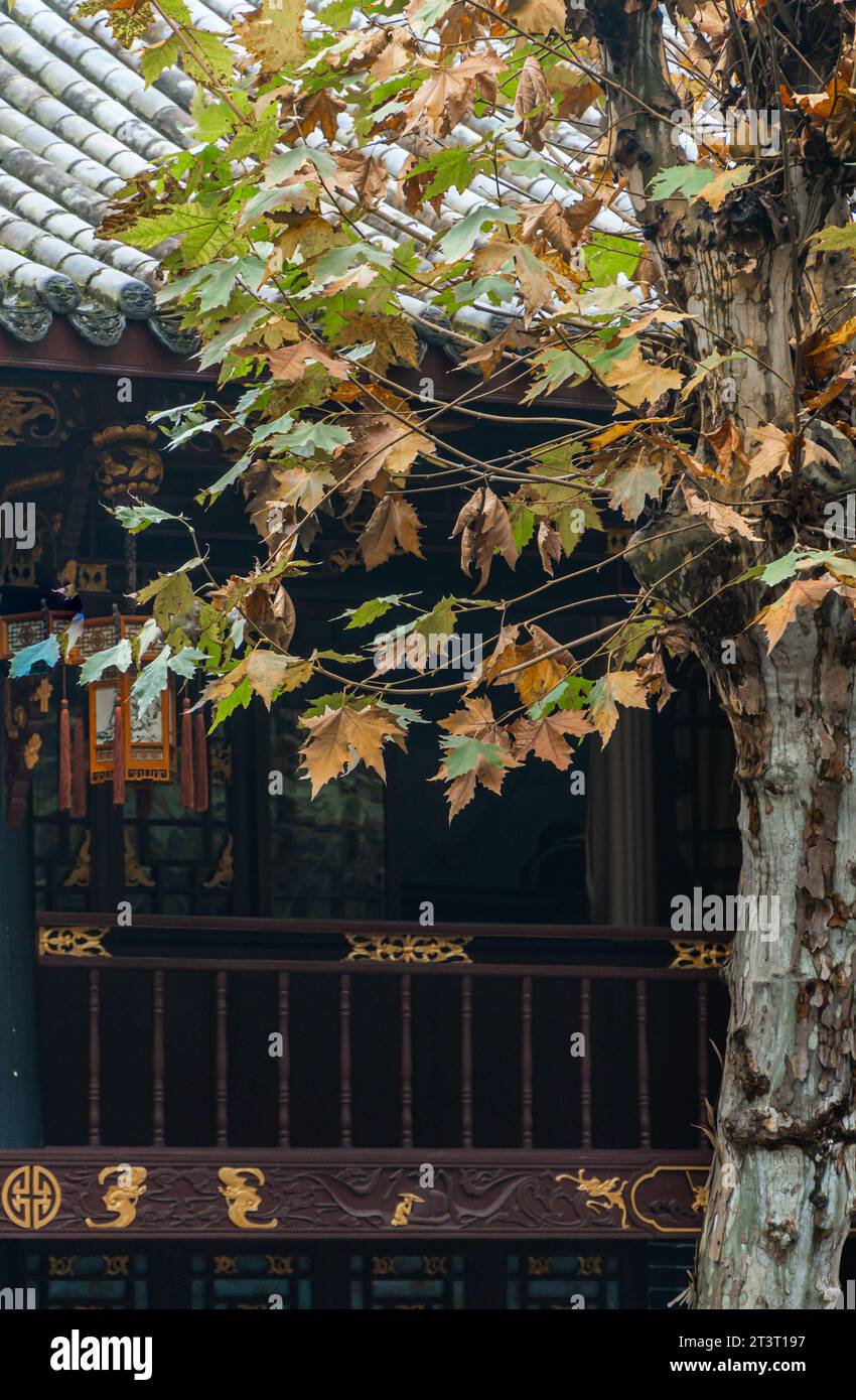 Wutong trees beside ancient buildings Stock Photo - Alamy